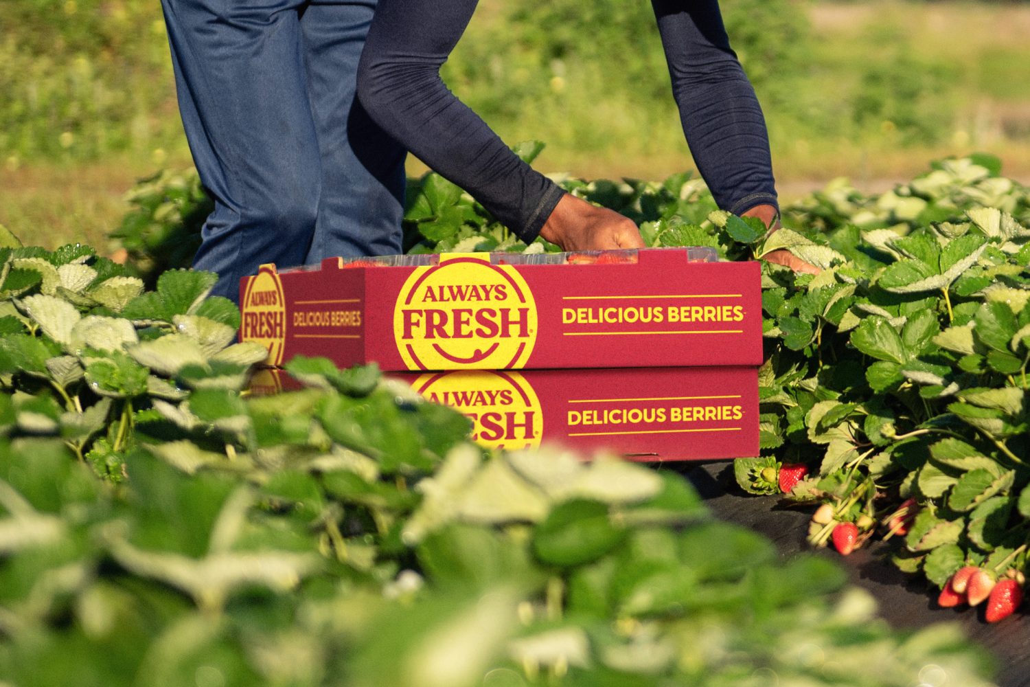 Always Fresh - Brand Creation, Strategy & Packaging Design
